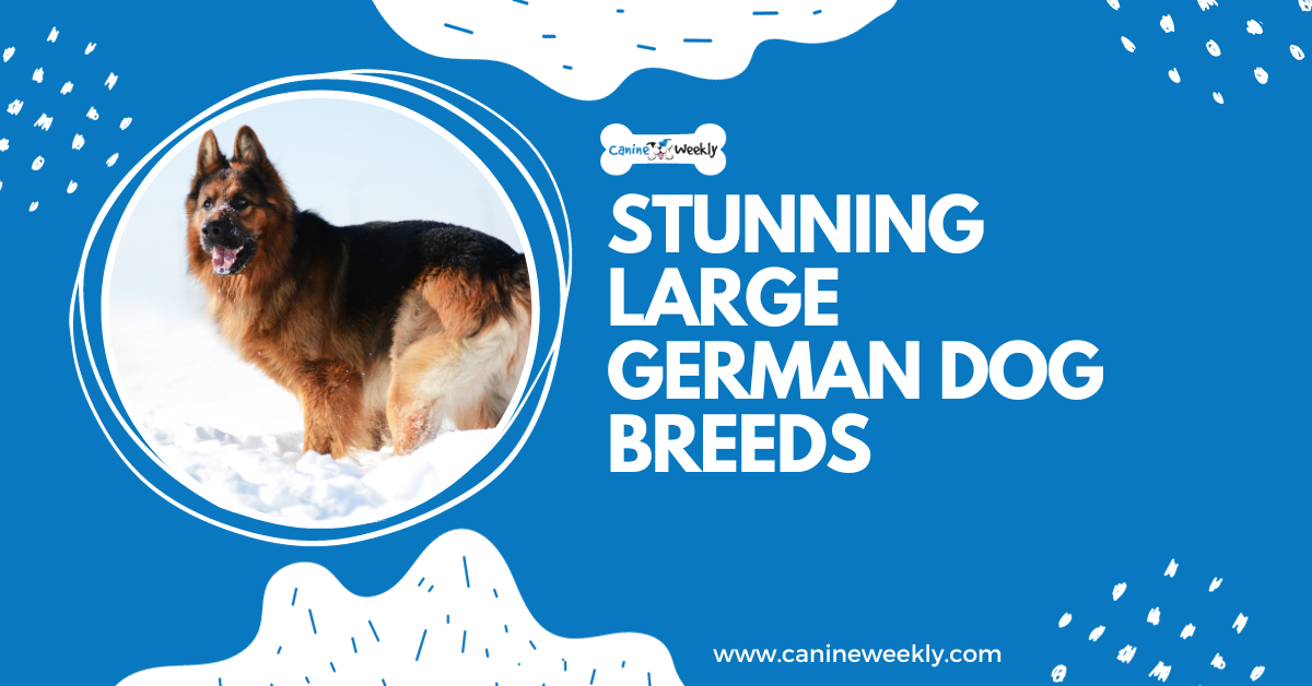 7 Stunning Large German Dog Breeds | Canine Weekly