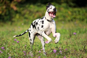 10 Best Extra-Large Dog Breeds (For Lovers of Huge and Giant Dogs)