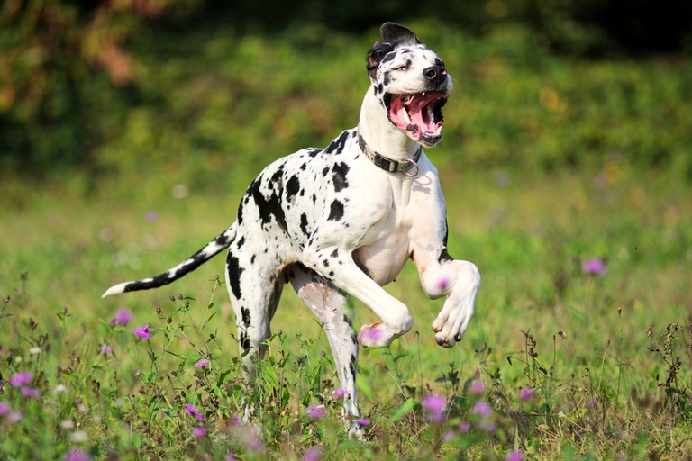 10 Best Extra-Large Dog Breeds (For Lovers of Huge and Giant Dogs)