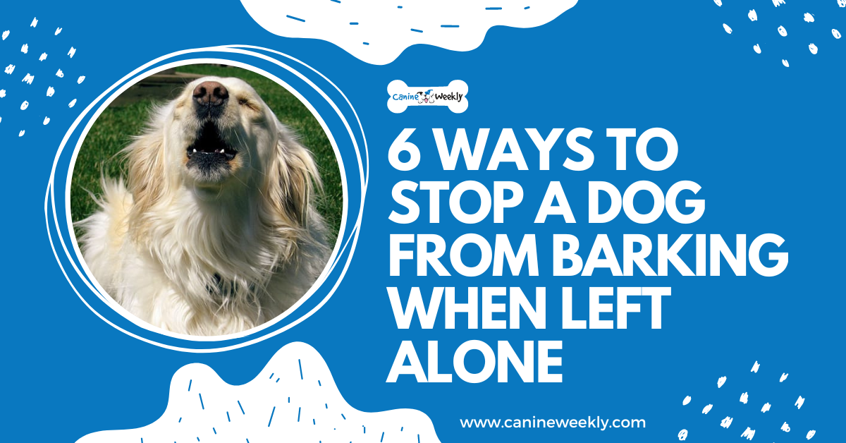 6 Ways to Stop a Dog From Barking When Left Alone | Canine Weekly