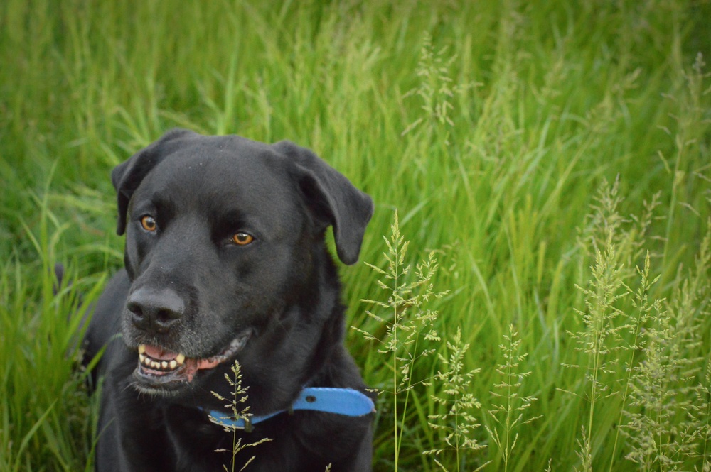 Pitbull Lab Mix: The Ultimate Guide to the Labrabull | Canine Weekly