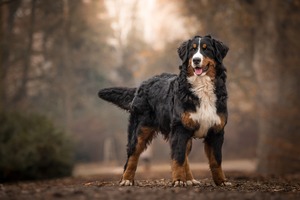 Meet 15 Calm Large Dog Breeds for 2023 | Canine Weekly