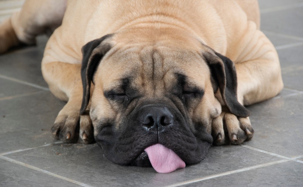 Meet 15 Calm Large Dog Breeds for 2023 | Canine Weekly