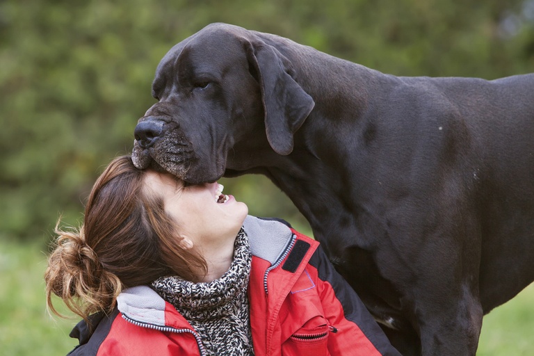 Meet 15 Calm Large Dog Breeds for 2023 | Canine Weekly