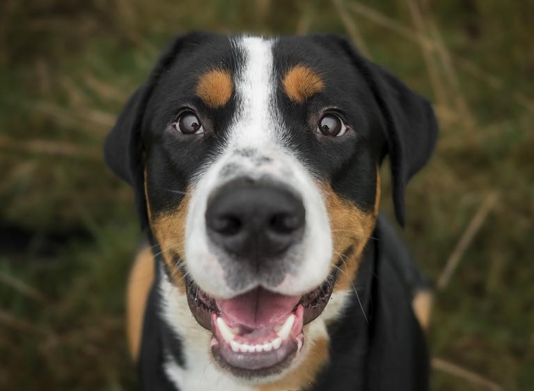 Meet 15 Calm Large Dog Breeds for 2023 | Canine Weekly