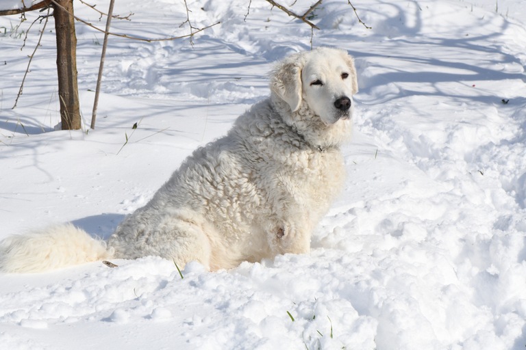 Meet 15 Calm Large Dog Breeds for 2023 | Canine Weekly