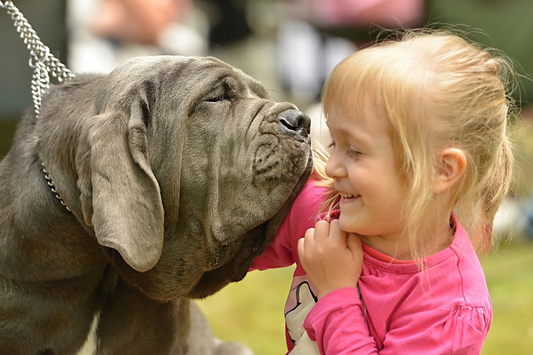 Meet 15 Calm Large Dog Breeds for 2023 | Canine Weekly