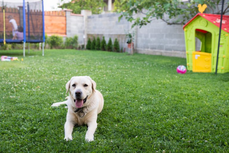 The 8 Best Outdoor Dog Kennels for Large Dogs | Canine Weekly