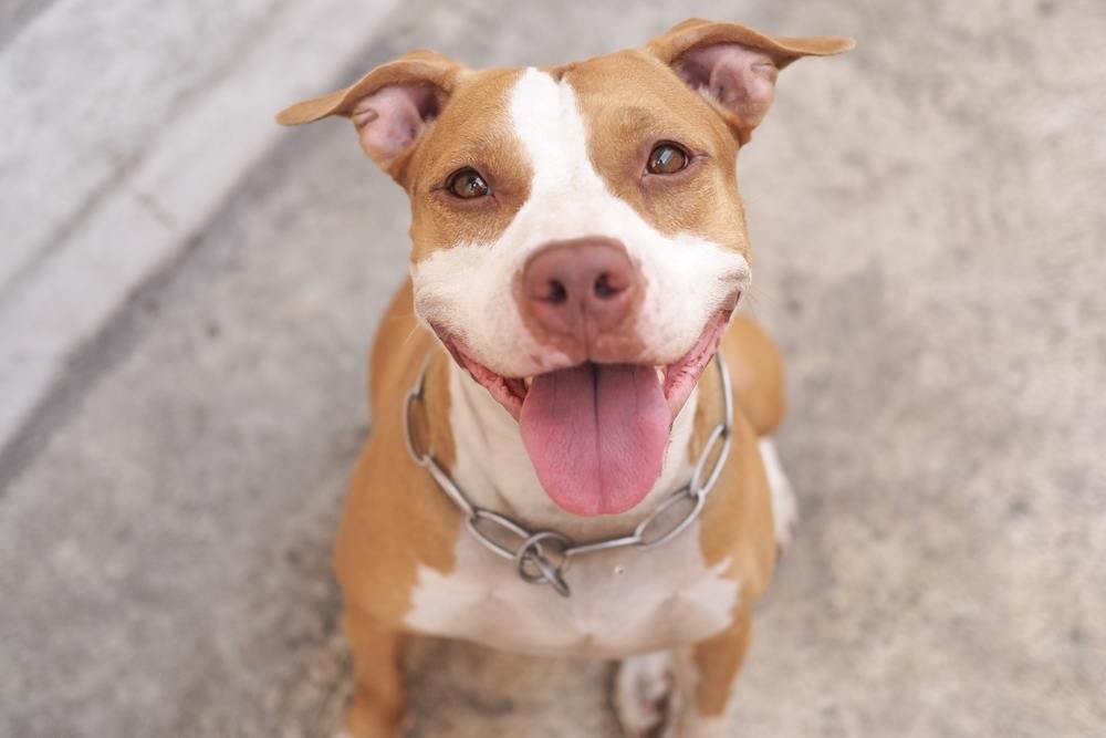 The 500 Best Pitbull Names for New Owners | Canine Weekly