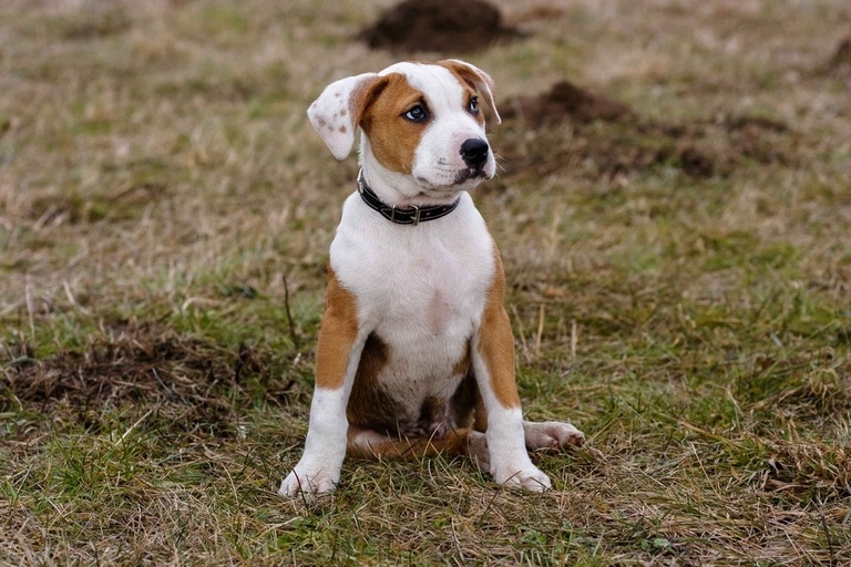 The 500 Best Pitbull Names for New Owners | Canine Weekly