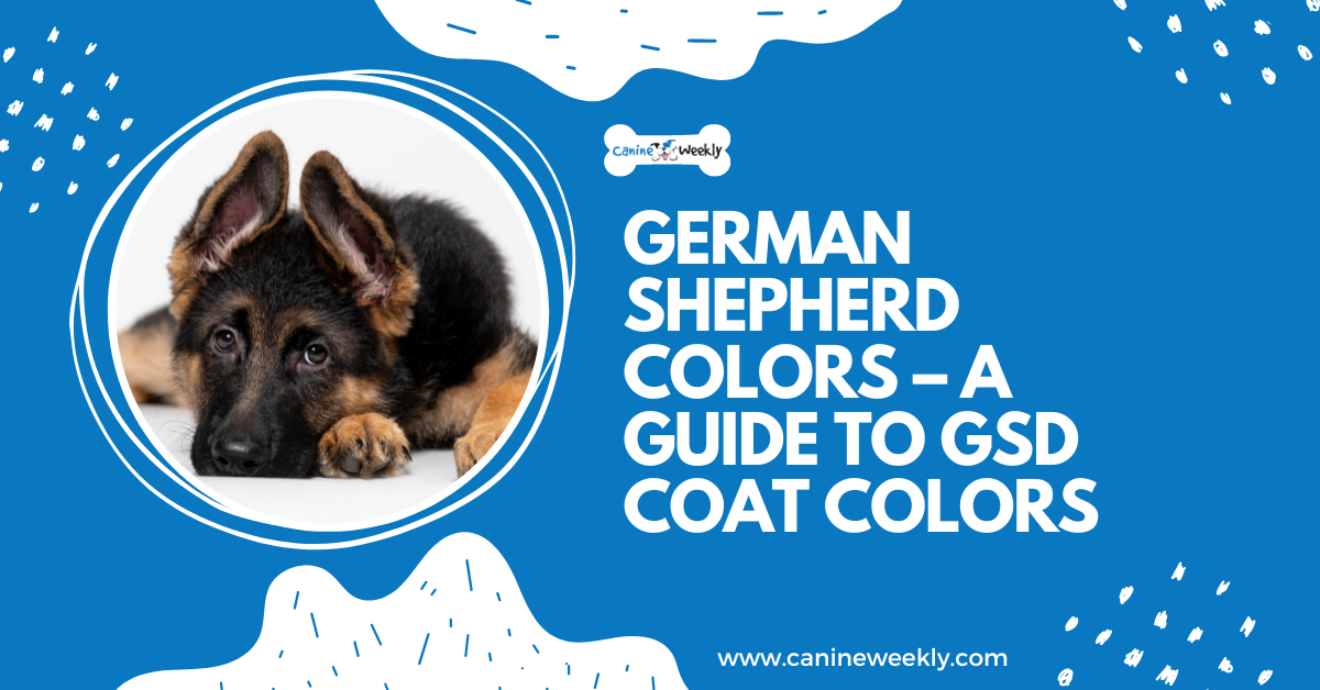 German Shepherd Colors - A Guide to GSD Coat Colors