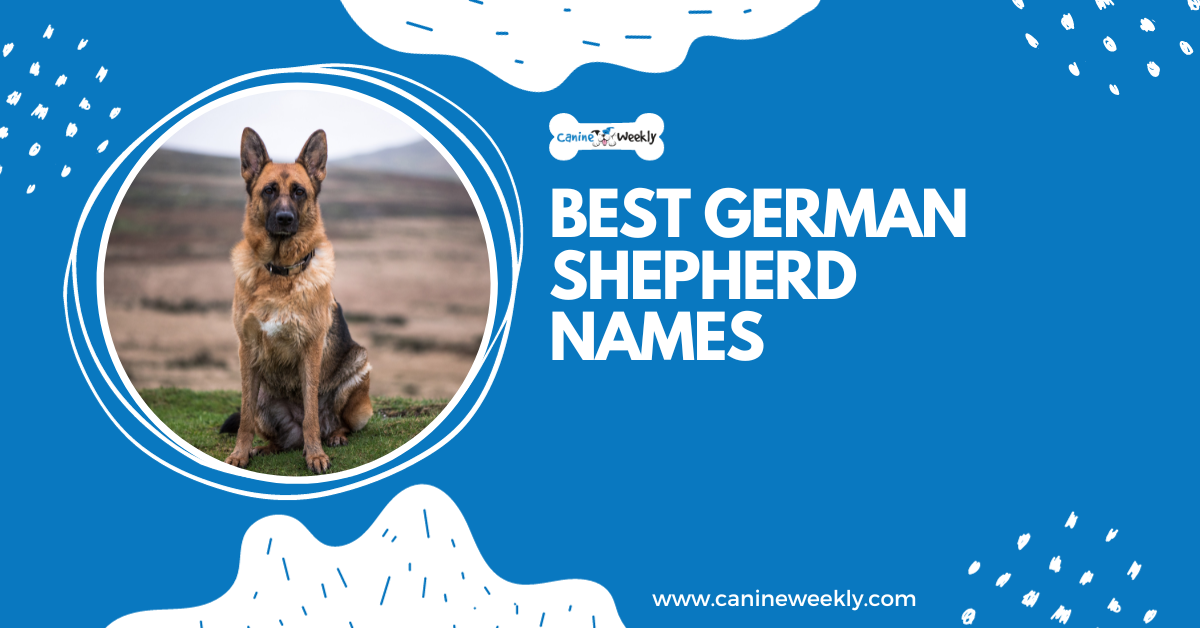 545 Best German Shepherd Names | Canine Weekly