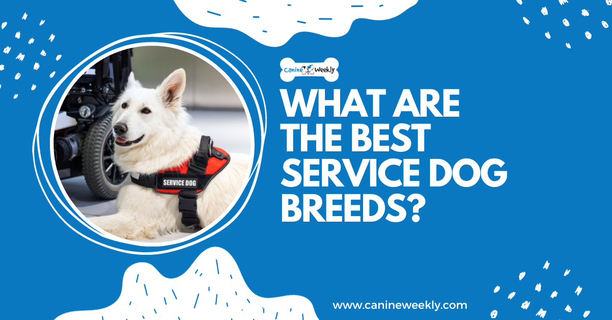 What are the Best Service Dog Breeds? | Canine Weekly
