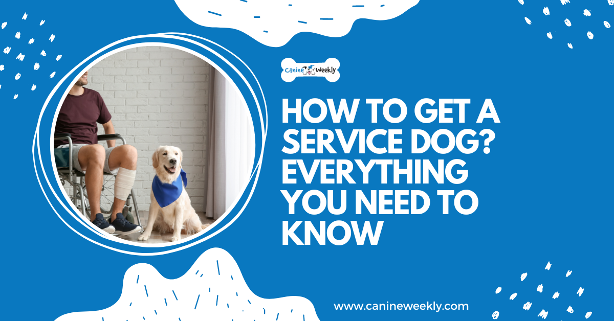 How to Get a Service Dog? Everything You Need to Know