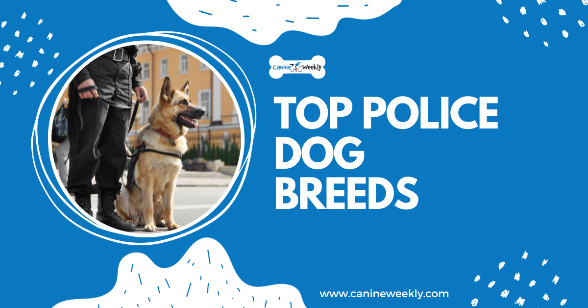 Top 10 Police Dog Breeds | Canine Weekly