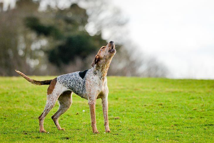 What Are the Different Types of Coonhounds?
