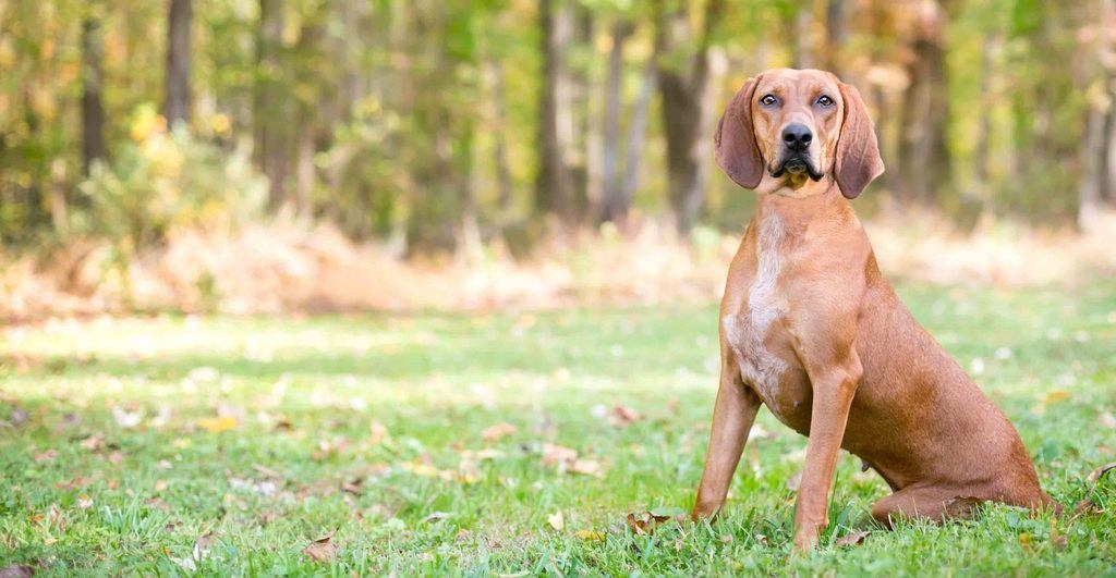 What Are the Different Types of Coonhounds?