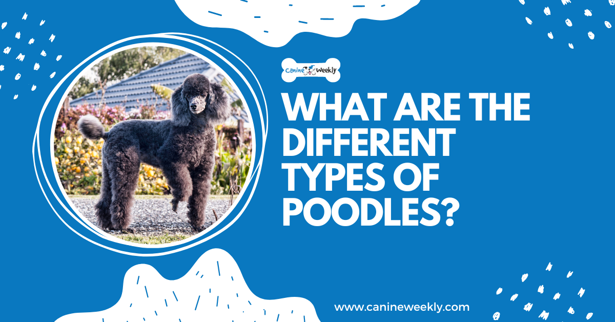 What are the Different Types of Poodles?
