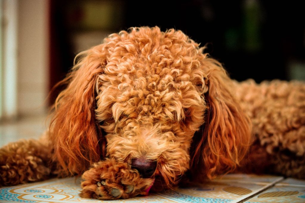 The Complete Guide to the Standard Poodle
