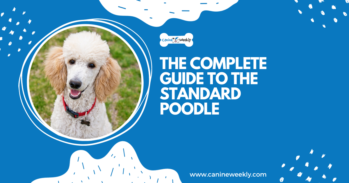 The Complete Guide to the Standard Poodle