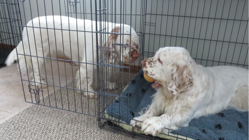 The Complete Guide to the Clumber Spaniel