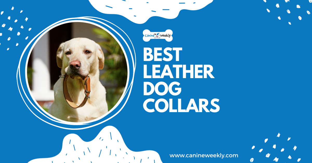 10 Best Leather Dog Collars
