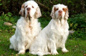The Complete Guide to the Clumber Spaniel