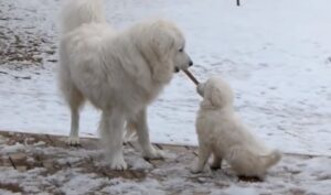 The Complete Guide to the Slovensky Cuvac Dog