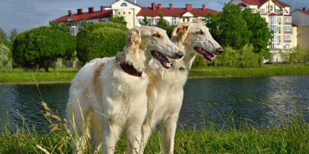 The Complete Guide to the Borzoi Dog