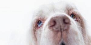 The Complete Guide to the Clumber Spaniel