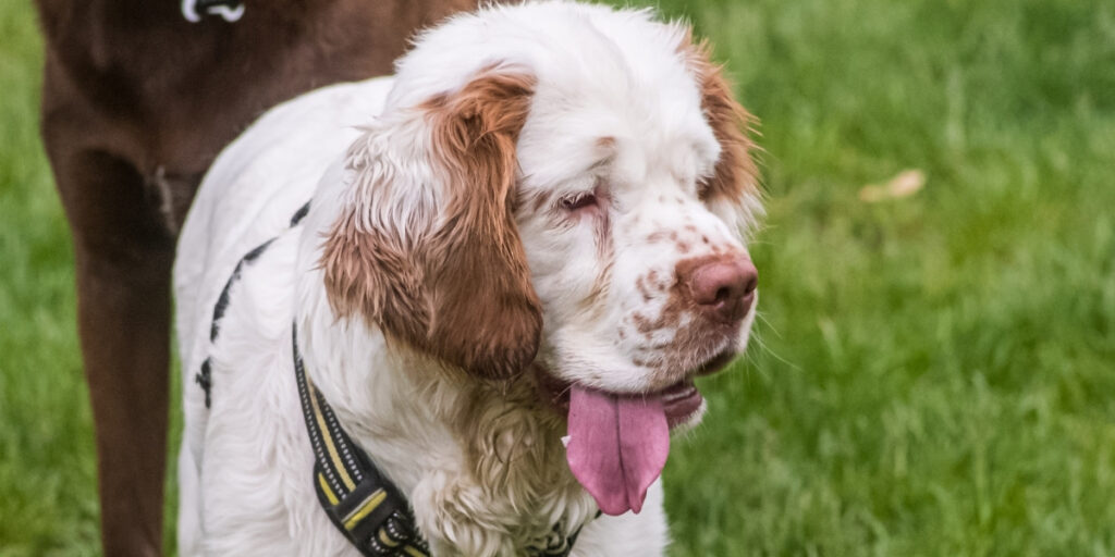 The Complete Guide to the Clumber Spaniel