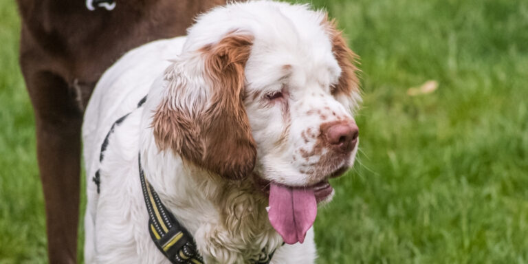 The Complete Guide to the Clumber Spaniel