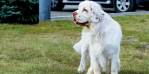 The Complete Guide to the Clumber Spaniel