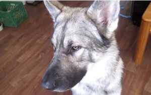 American Alsatian Dog Breed: Facts, Types and Complete Guide