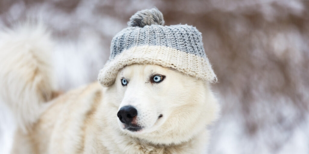 Your Complete Guide to Stunning White Husky Dog Breed