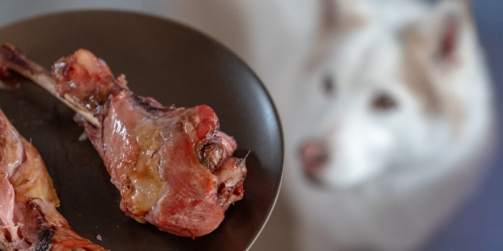 Your Complete Guide to Stunning White Husky Dog Breed