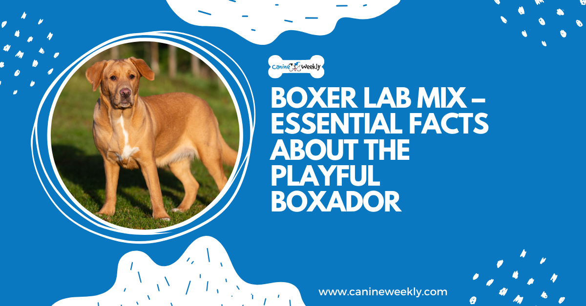Boxer Lab Mix – 15 Important Facts About the Playful Boxador!