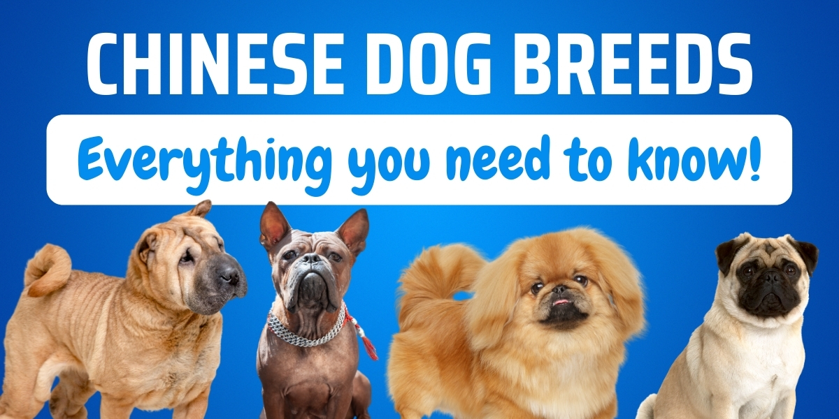 Chinese Dog Breeds: 10 Charming Breeds That You’ll Love