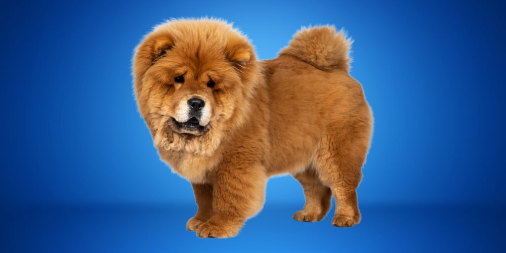 Chinese Dog Breeds: 10 Charming Breeds That You’ll Love