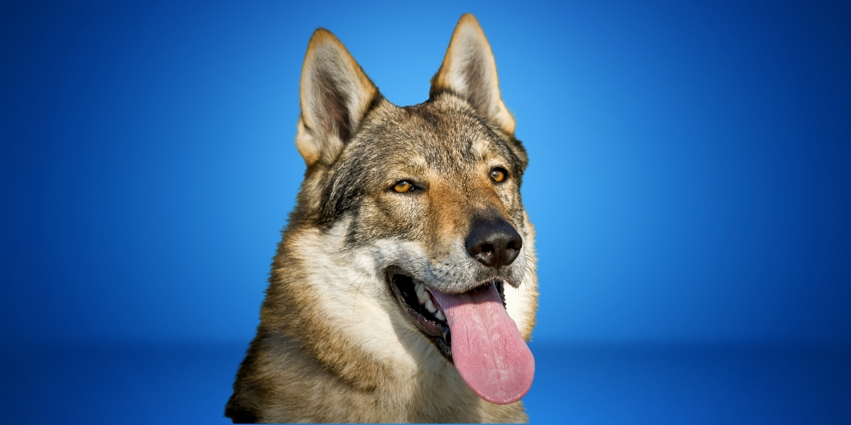 Chinese Dog Breeds: 10 Charming Breeds That You’ll Love
