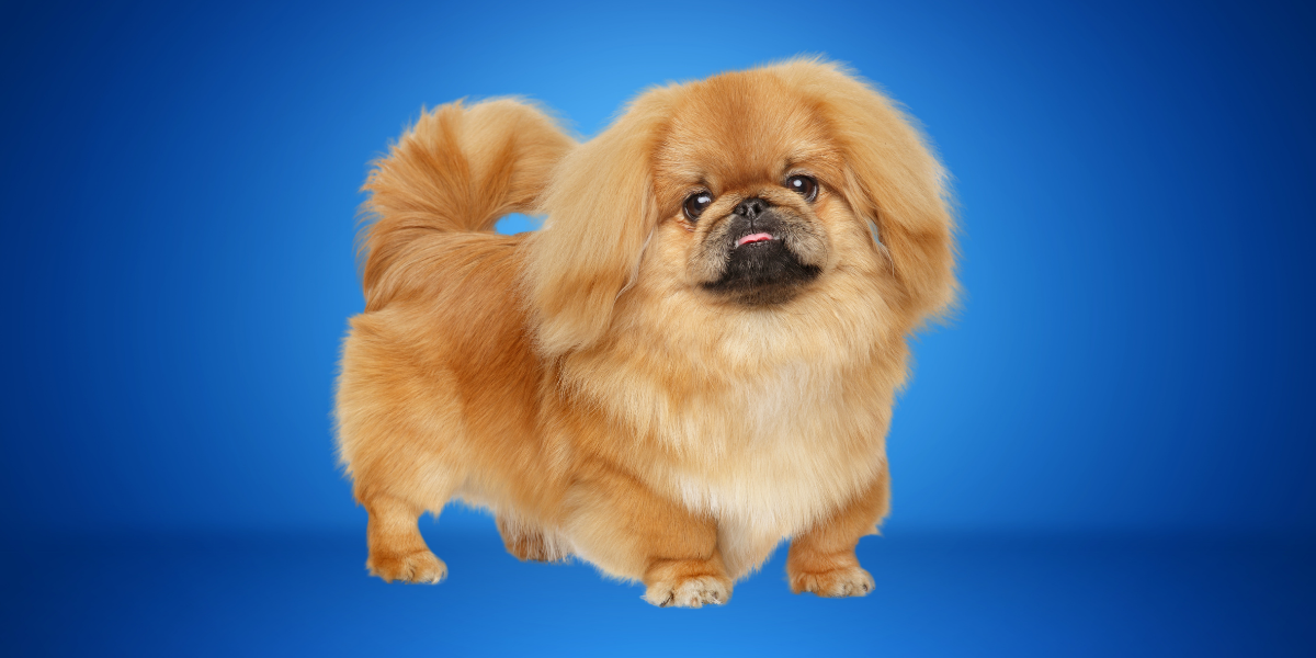 Chinese Dog Breeds: 10 Charming Breeds That You’ll Love