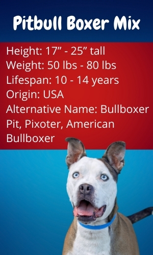 Pitbull Boxer Mix Breed: Pictures, Characteristics and Facts