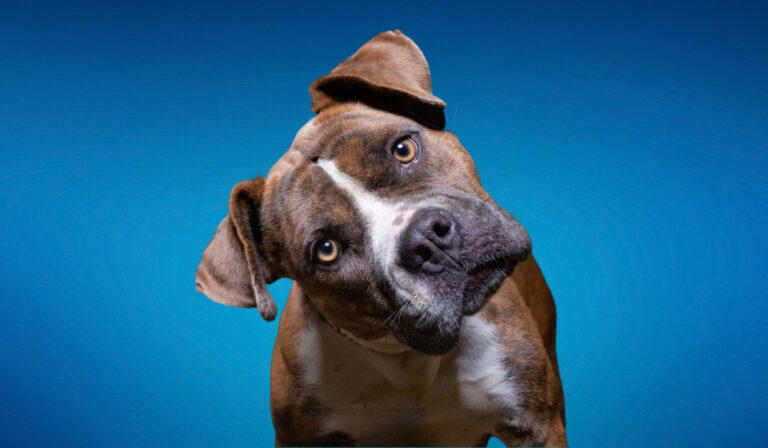 Pitbull Boxer Mix Breed: Pictures, Characteristics and Facts