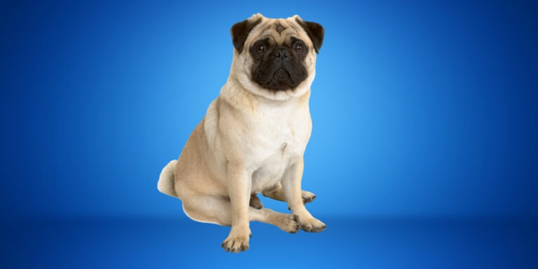 Chinese Dog Breeds: 10 Charming Breeds That You’ll Love