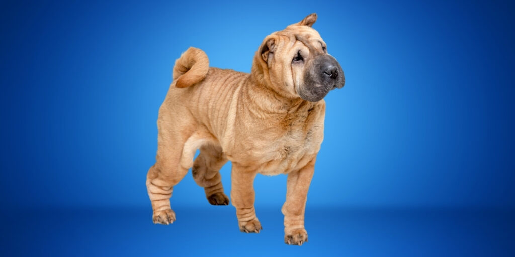 Chinese Dog Breeds: 10 Charming Breeds That You’ll Love