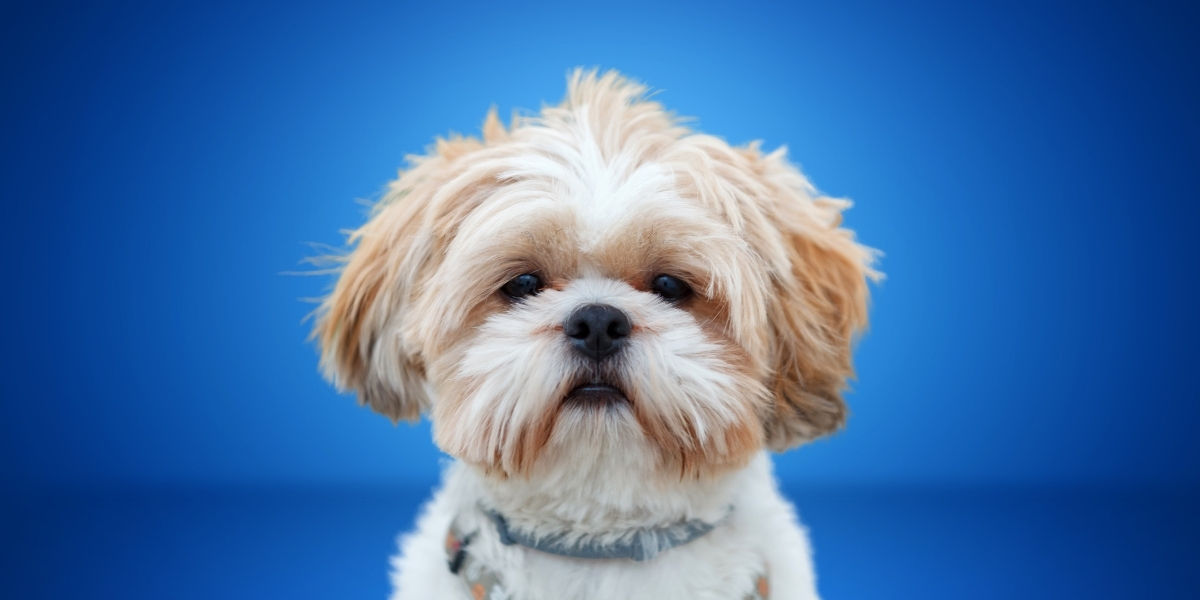 Chinese Dog Breeds: 10 Charming Breeds That You’ll Love