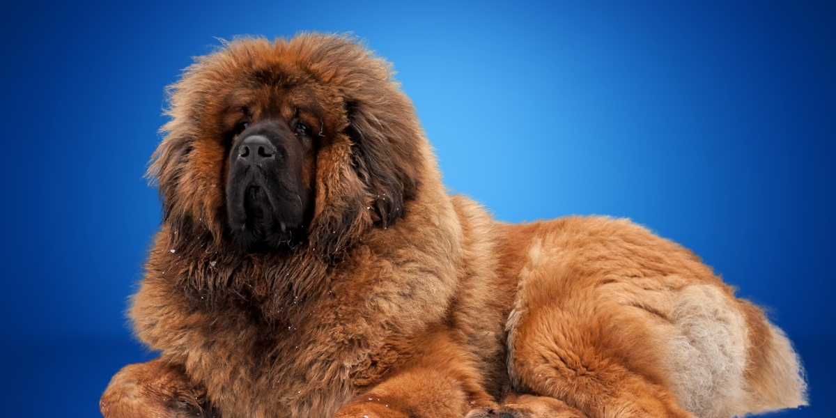 Chinese Dog Breeds: 10 Charming Breeds That You’ll Love