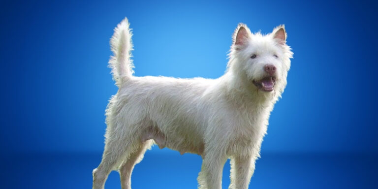 Chinese Dog Breeds: 10 Charming Breeds That You’ll Love