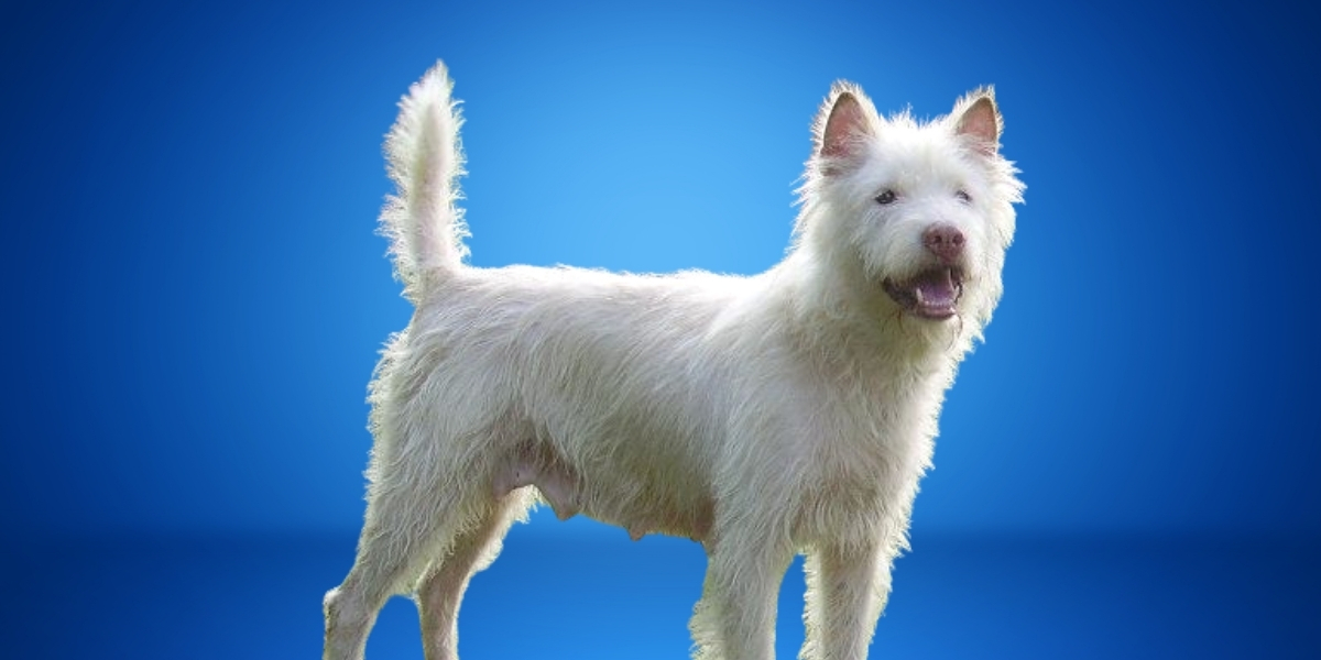 Chinese Dog Breeds: 10 Charming Breeds That You’ll Love