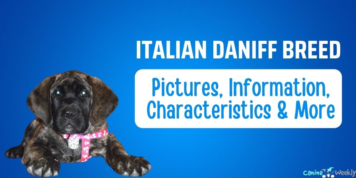 Italian Daniff Breed: Pictures, Information, Characteristics & More